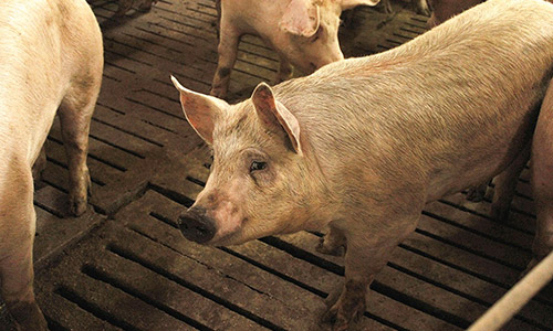 Ganado Porcino - Grupo Alimentario Copese